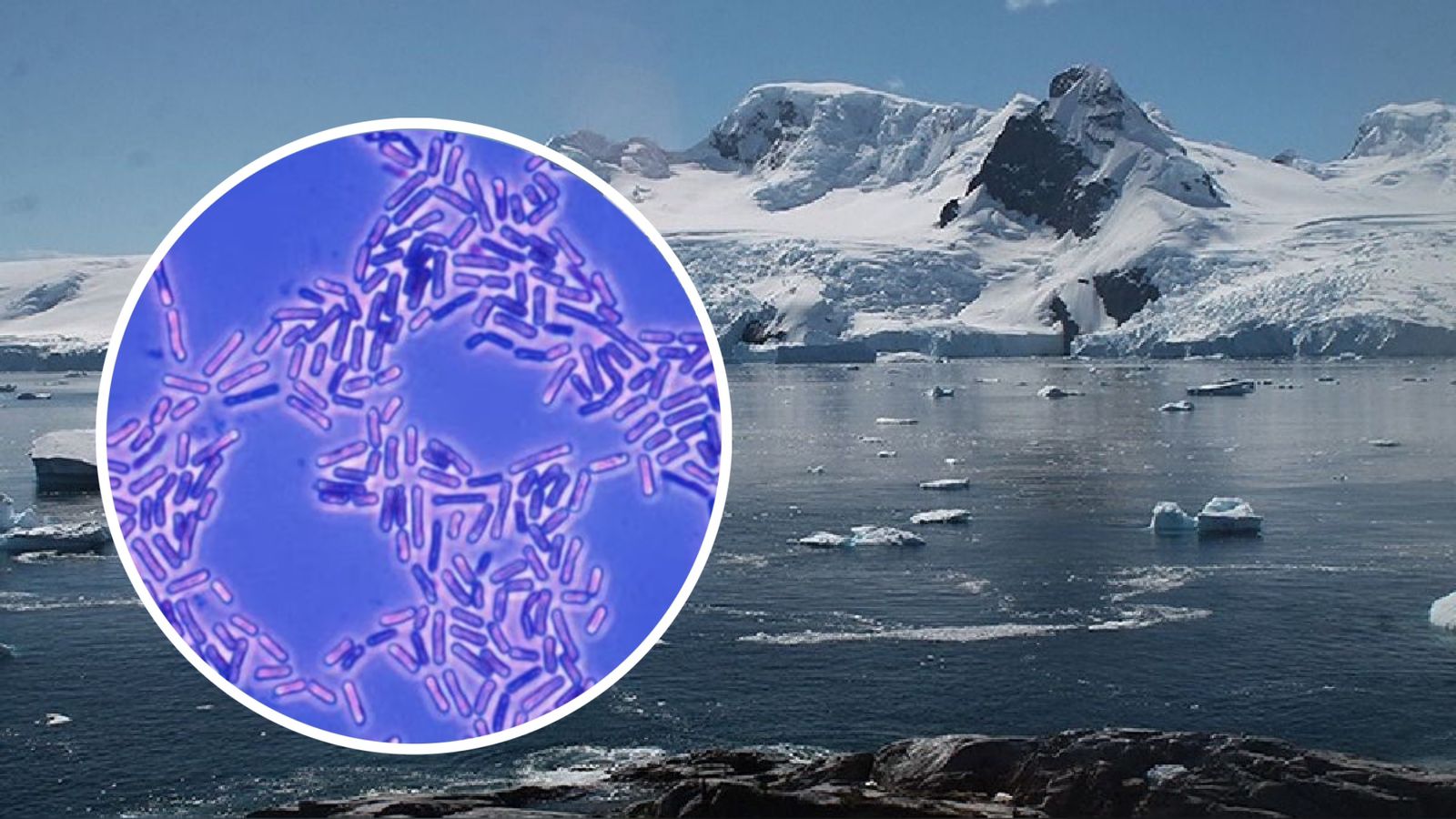 Virus y bacterias congeladas en la Antártida podrían despertar y ser ...