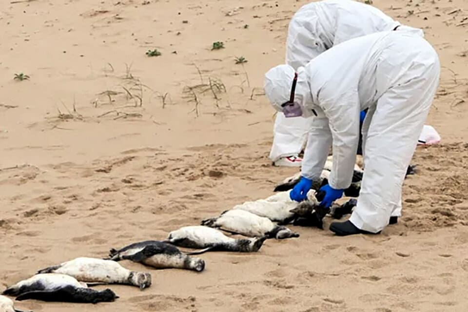 Más de 300 pingüinos de Magallanes aparecieron muertos en la costa uruguaya